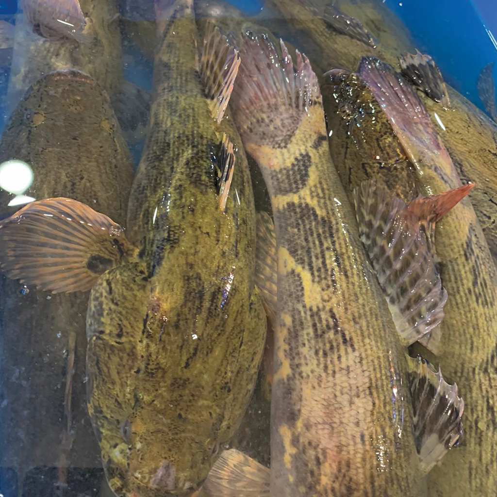 Live Soon Hock (1kg)